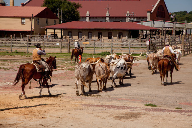 11 Things You Didn't Know About Rocky Mountain Oysters