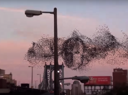 People Are Seeing Vladimir Putin's Face In This Footage of Swarming ...