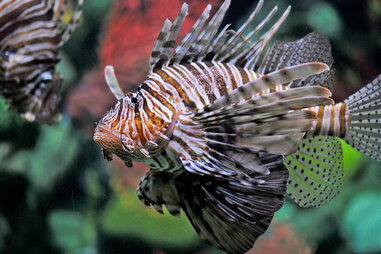 Money Saving Seafood - Best Value Fish - Thrillist