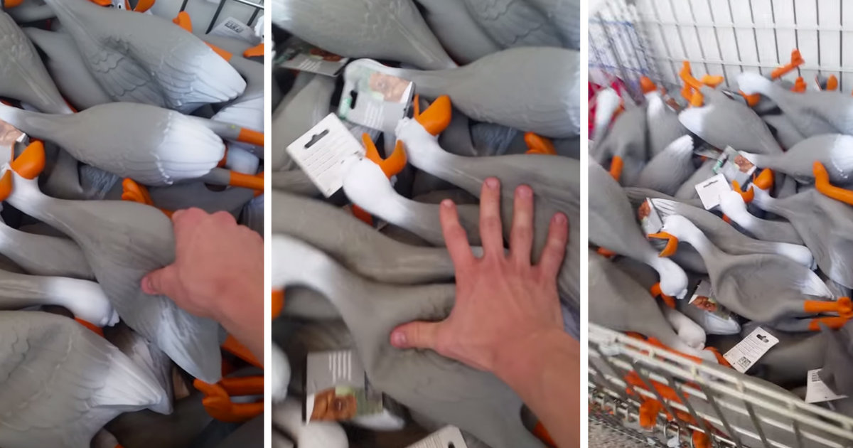 Duck Army Video - Video Of Guy Pressing Down On Rubber Ducks At Store ...