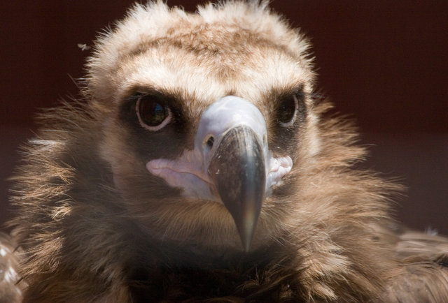 Zoo Animal Diets - What Does a Tiger Eat? - Thrillist