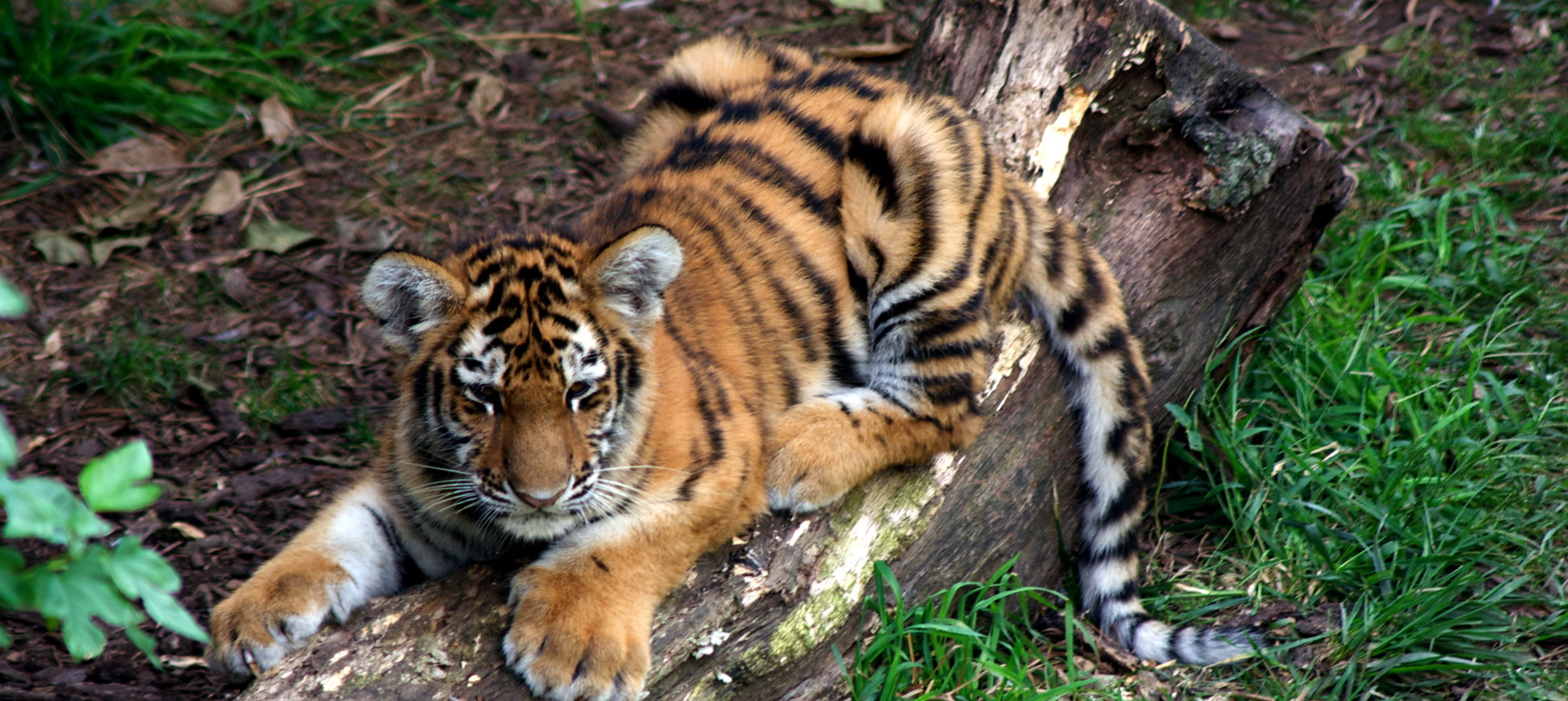 Zoo Animal Diets - What Does a Tiger Eat?