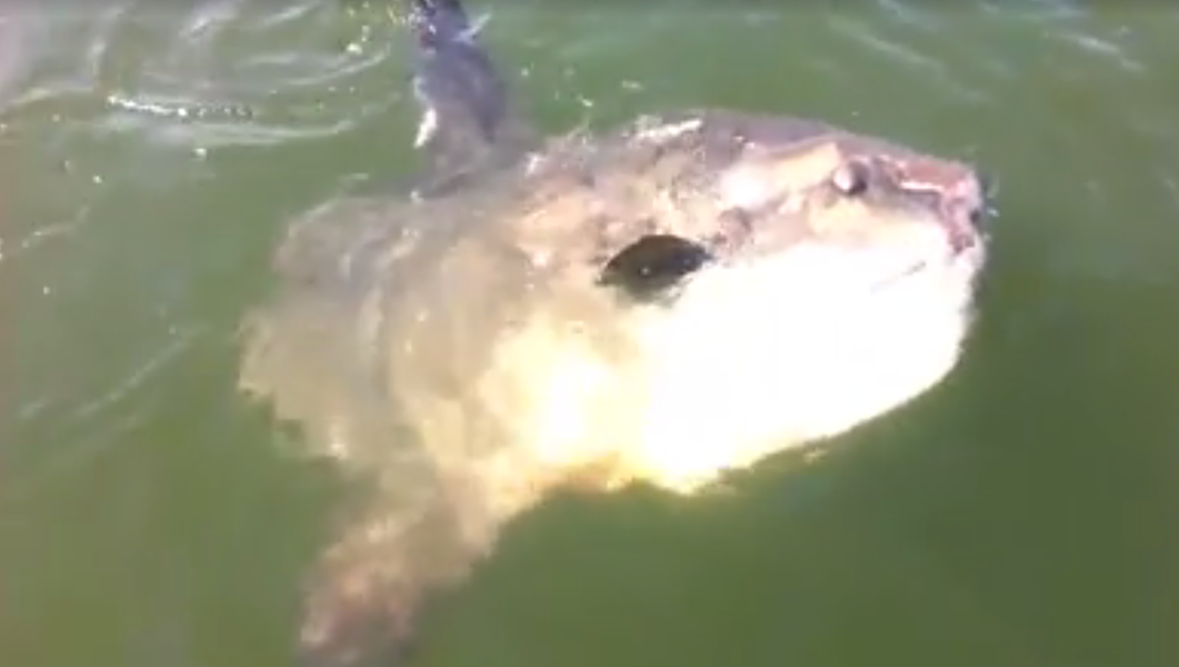 Video Of Boston Man And Big Fish - Sea Monstah Video From Masshole ...