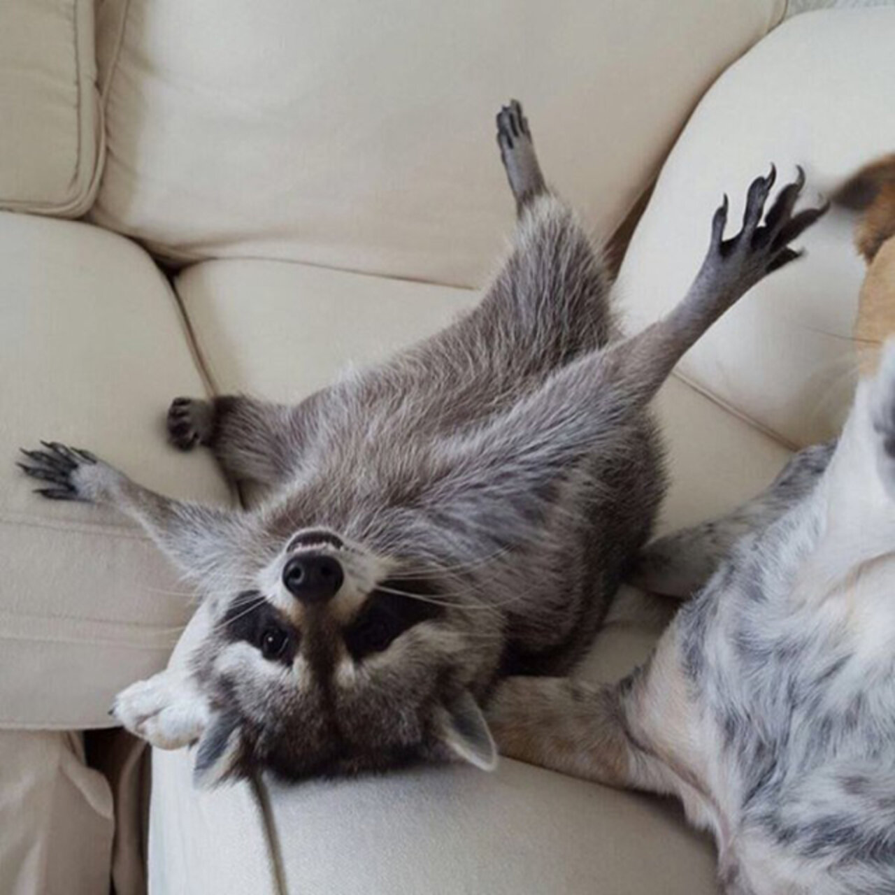 Pumpkin the Rescued Raccoon's Instagram Account - Thrillist
