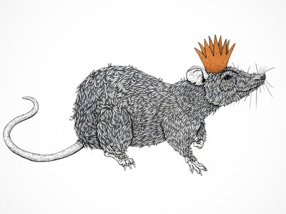 Pigeon Rat Is The King of New York City - Thrillist