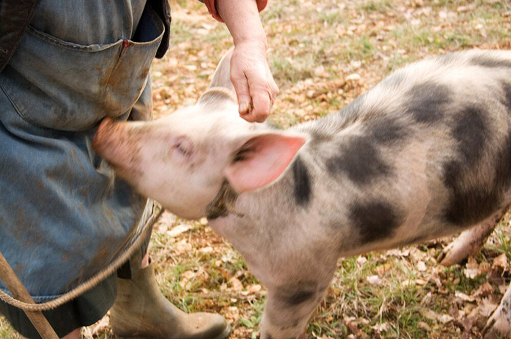Are Truffles Made From Pigs? Unveiling The Culinary Mystery