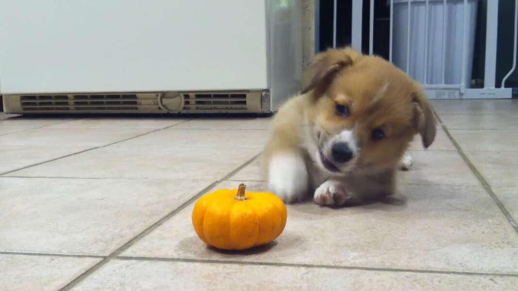 Video of Corgi Barking at a Mini Pumpkin - Thrillist