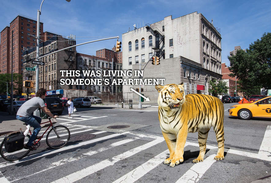 The 11 Weirdest Crimes in NYC History - Thrillist