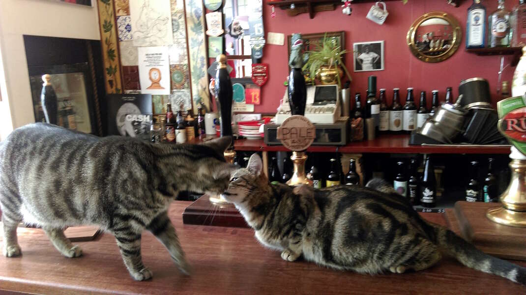 Cat Pub in England Offers Pints With a Side of Snuggles - Thrillist