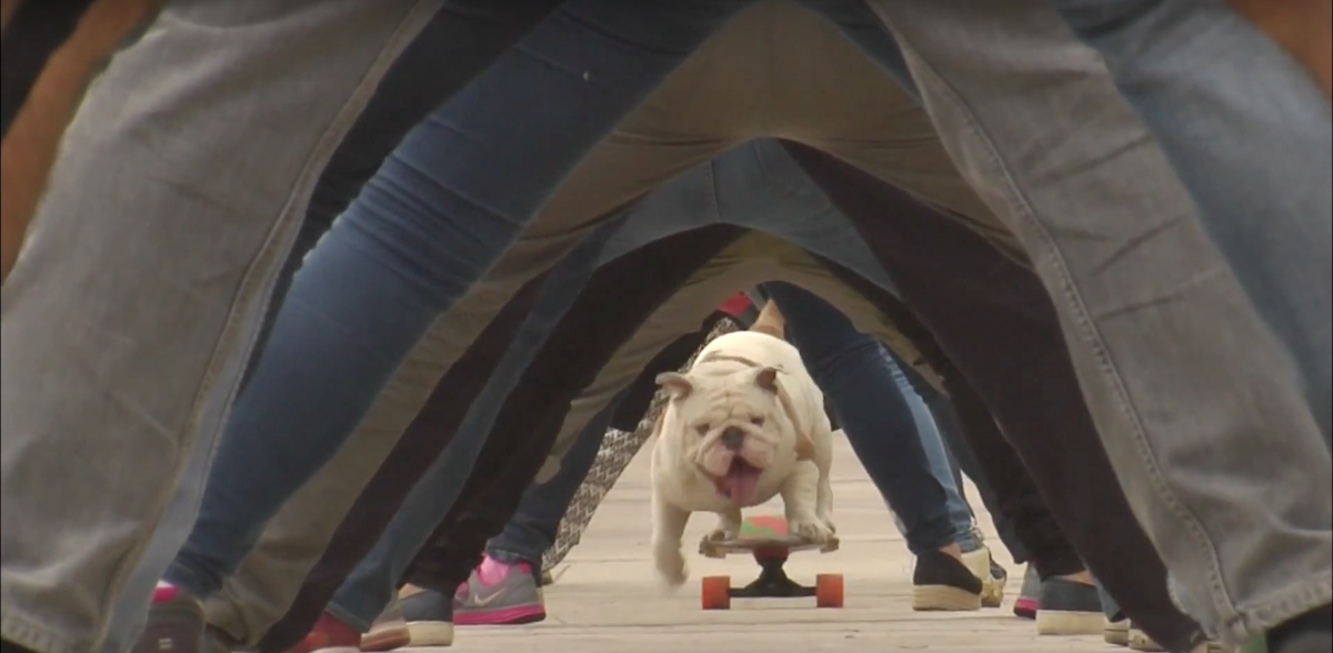 Watch Otto the Skateboarding Bulldog Break Guinness World Record ...