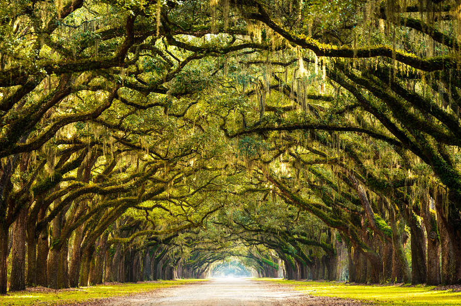 12 Things You Didn't Know About Savannah - Thrillist
