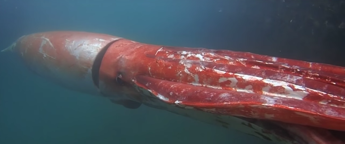 Watch: A Giant Squid Swim Through Bay in Japan - Thrillist