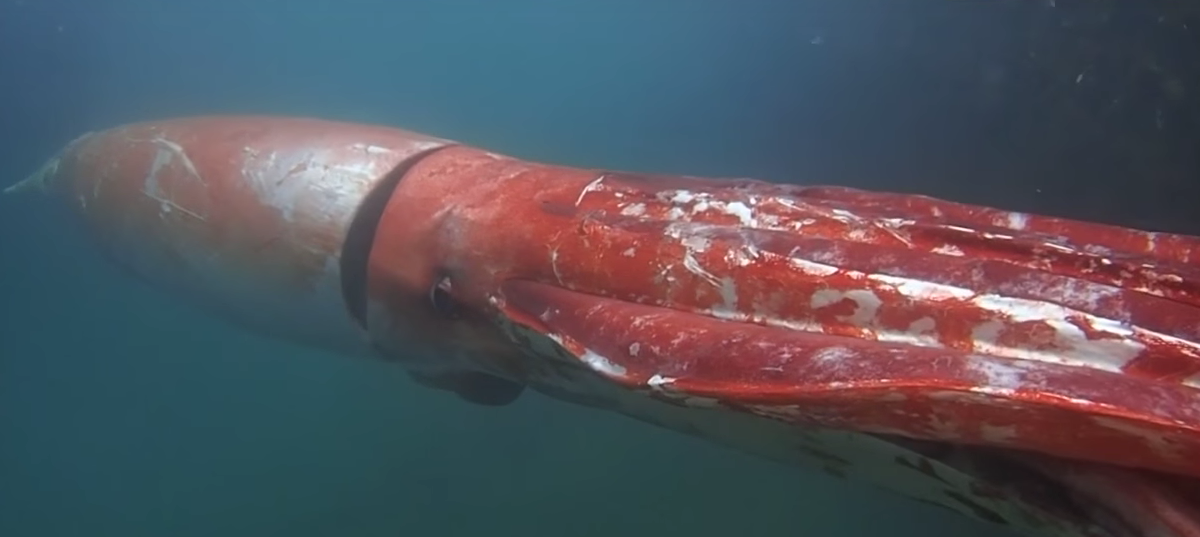 Watch: A Giant Squid Swim Through Bay in Japan - Thrillist