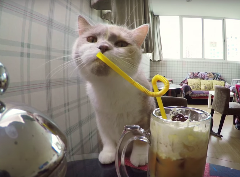 This Adorable GoPro Video Takes You Inside a Cat Cafe - Thrillist