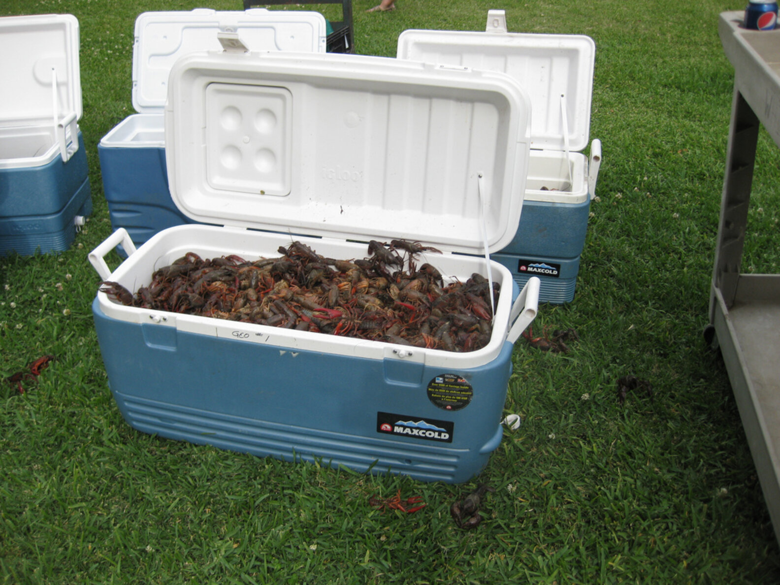 What to Do at a Crawfish Boil - Thrillist