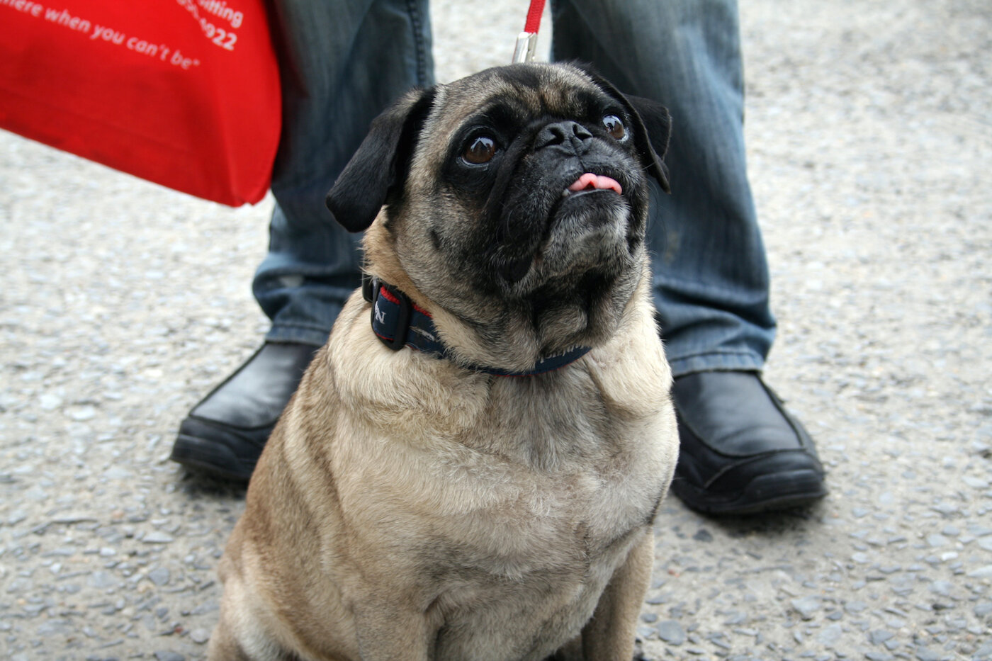 How to Fly With a Dog - Thrillist