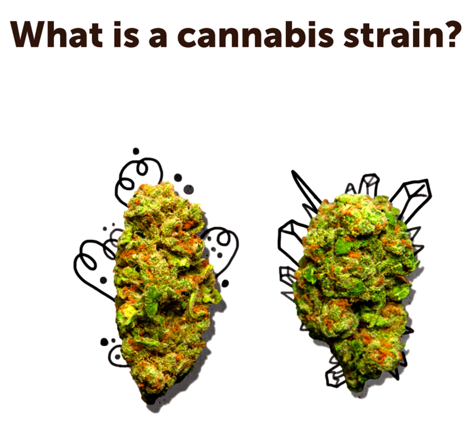 Basic Cannabis Questions - Marijuana Facts - Thrillist