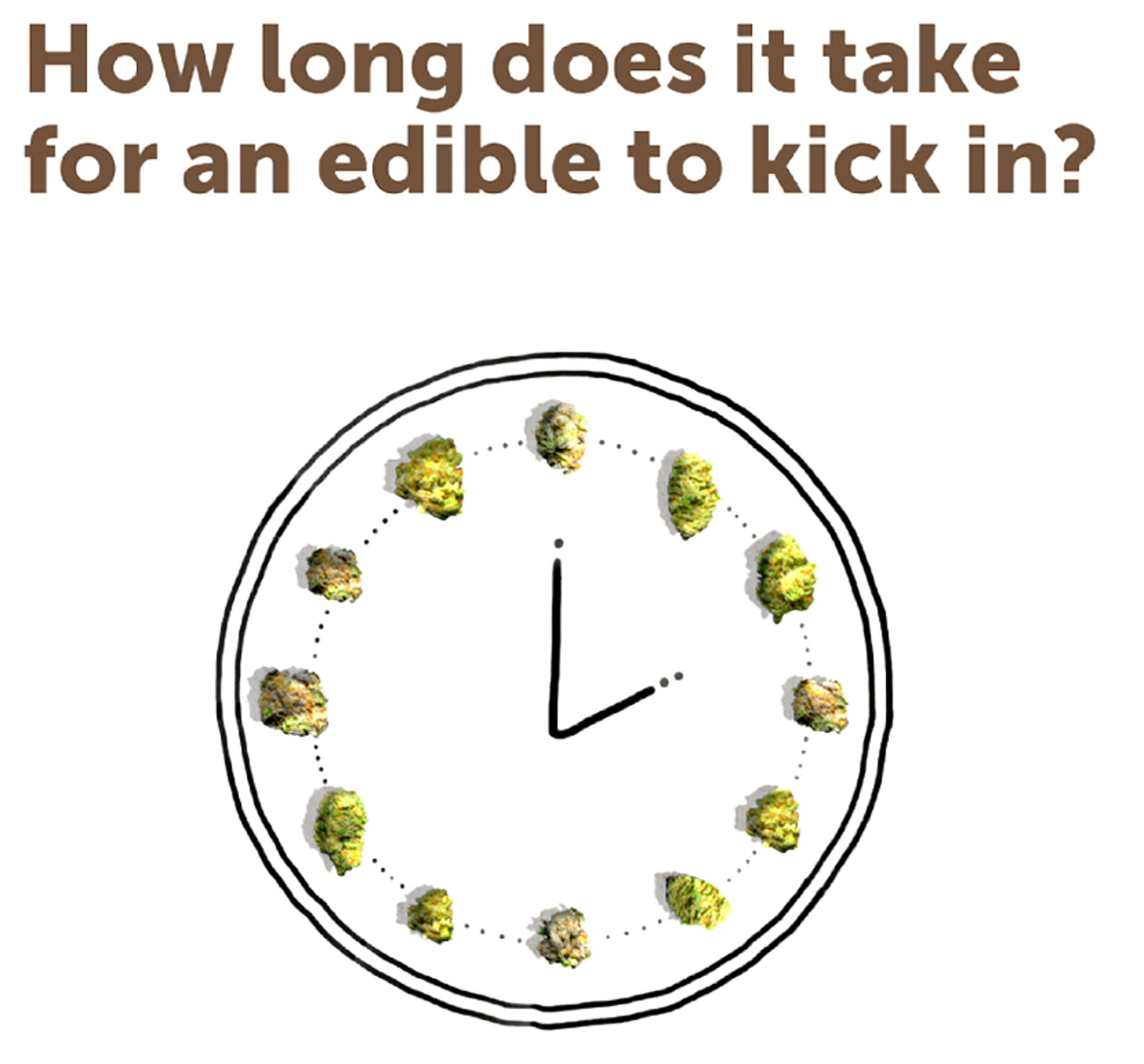 Basic Cannabis Questions - Marijuana Facts - Thrillist