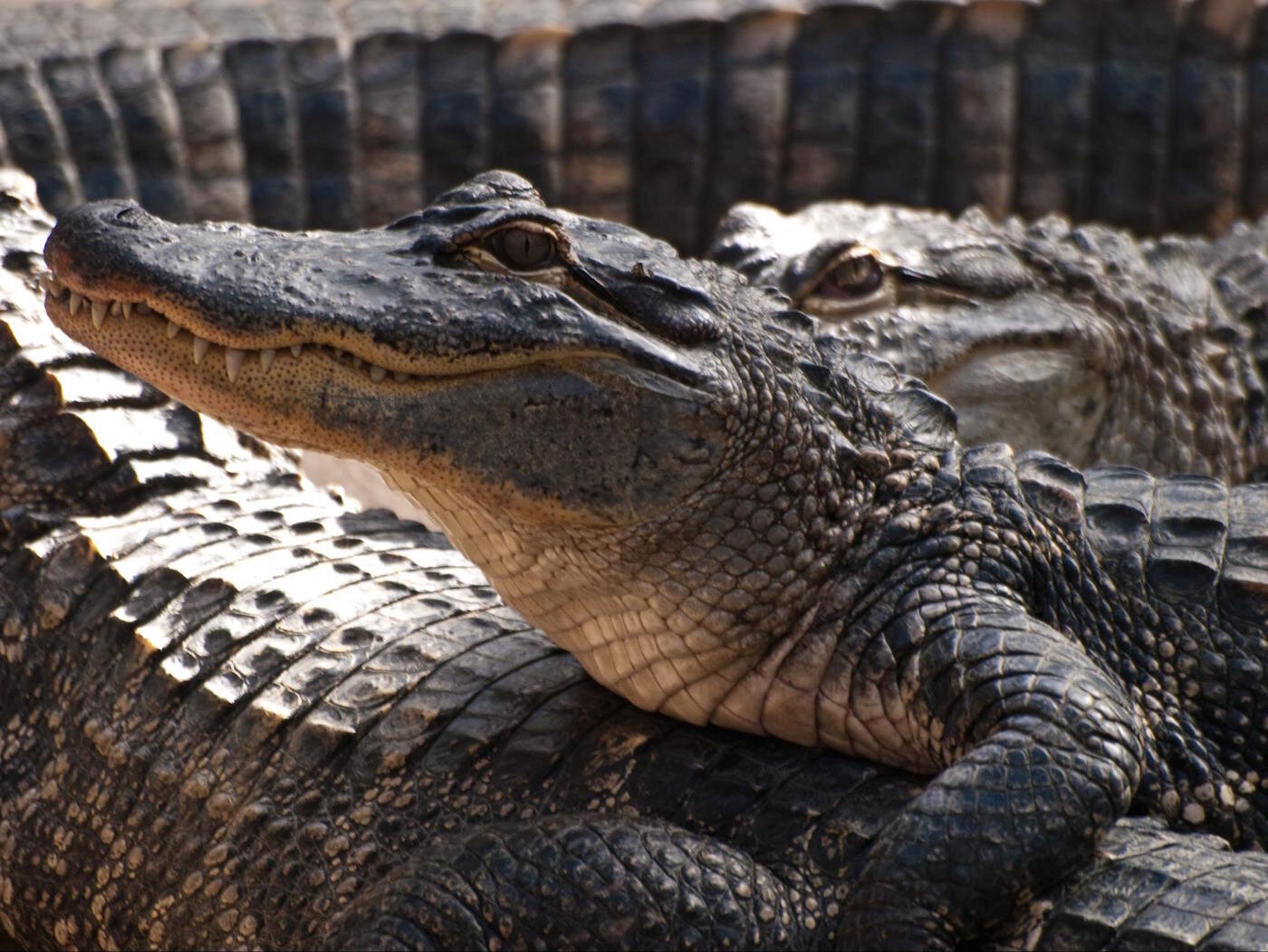 Florida, According to 15 People Who’ve Never Been There - Thrillist