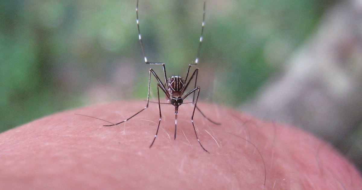 Things to Know About Zika - Thrillist