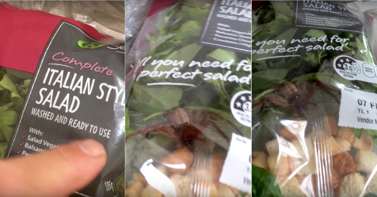 Family Discovers a Giant Spider in Their Salad Mix - Thrillist