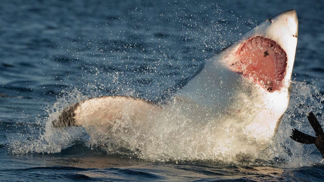 Shark Attacks All Time High - International Shark Attack File - Thrillist
