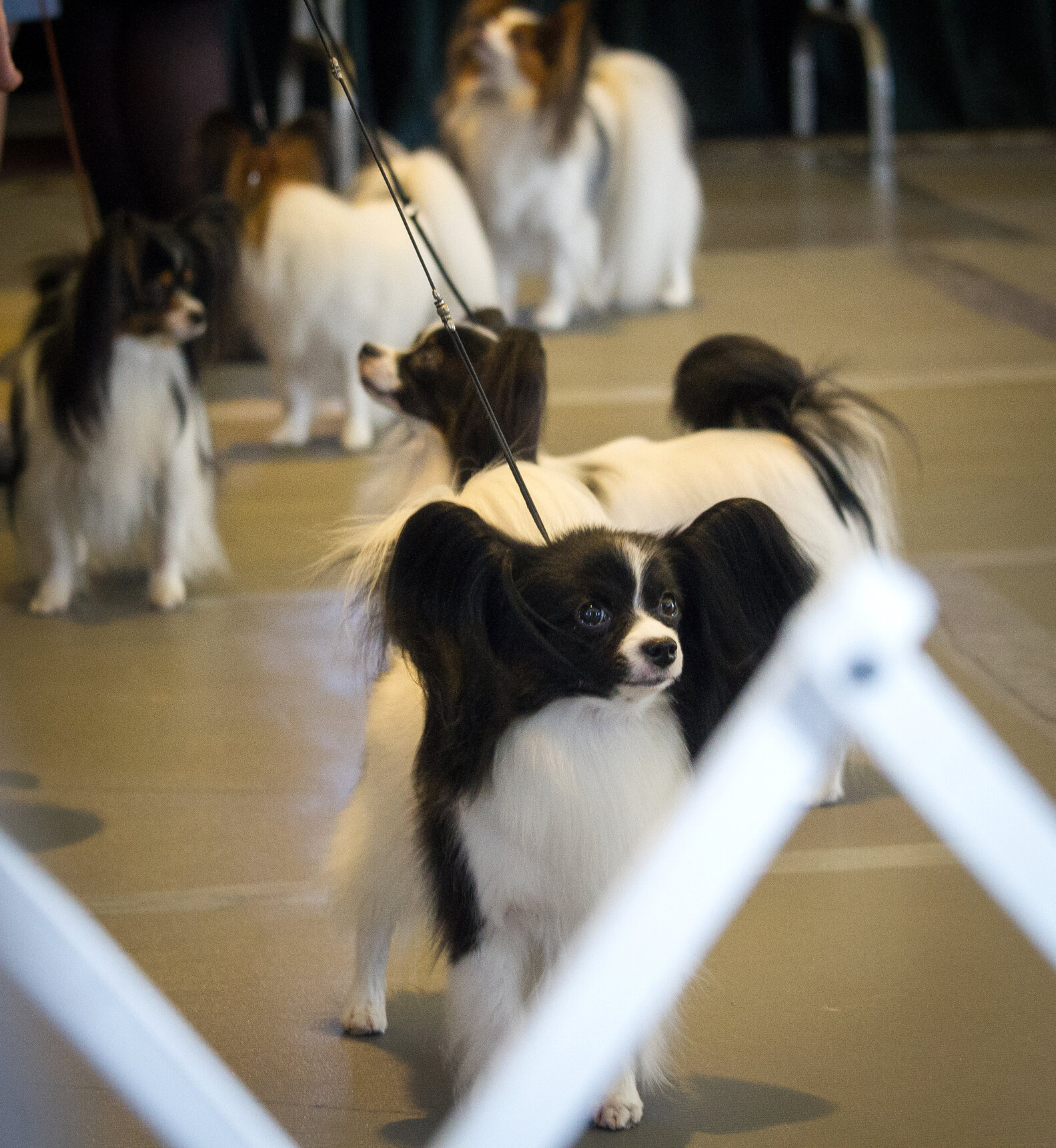 Behind the Scenes at the Westminster Dog Show - Thrillist