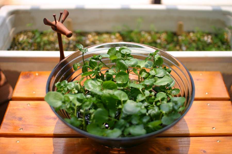 Health Benefits of Watercress - Thrillist