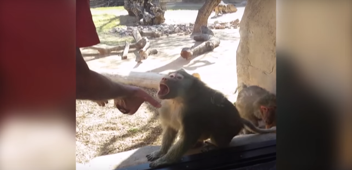 Baboon Freaks out Over a Magic Trick (Video) - Thrillist