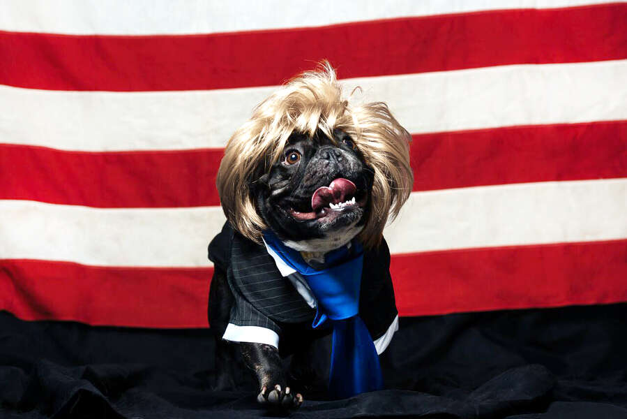 Dogs Dressed as Presidential Candidates - Thrillist