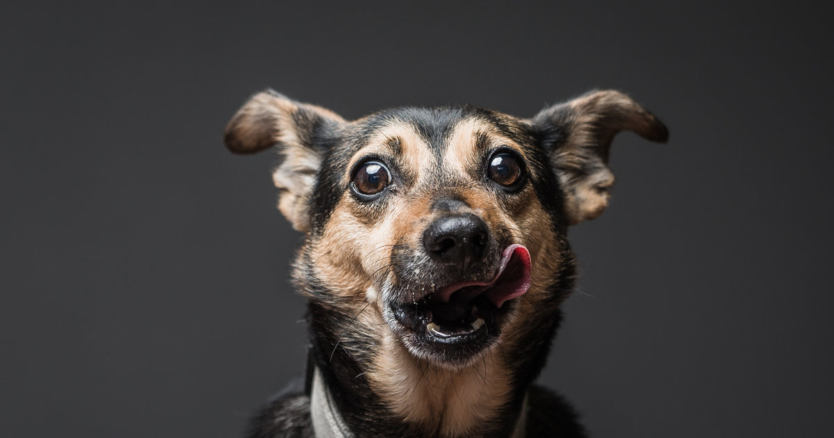 'For the Love of Peanut Butter' Photos of Dogs Eating Peanut Butter by ...
