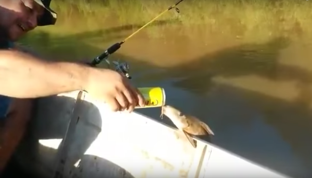 Fish Drinking Beer in Brazil (Video) - Thrillist