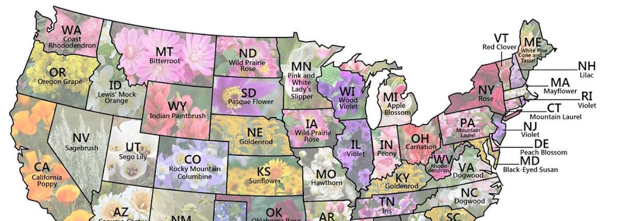 USA State Flower Map - Thrillist