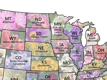 USA State Flower Map - Thrillist
