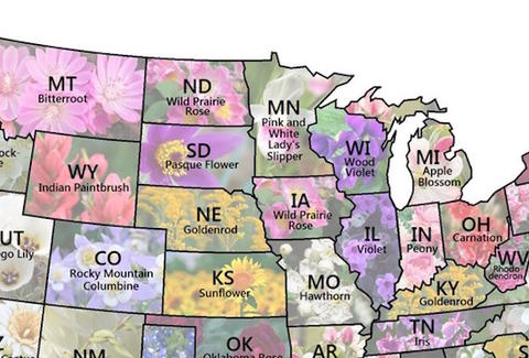 USA State Flower Map - Thrillist