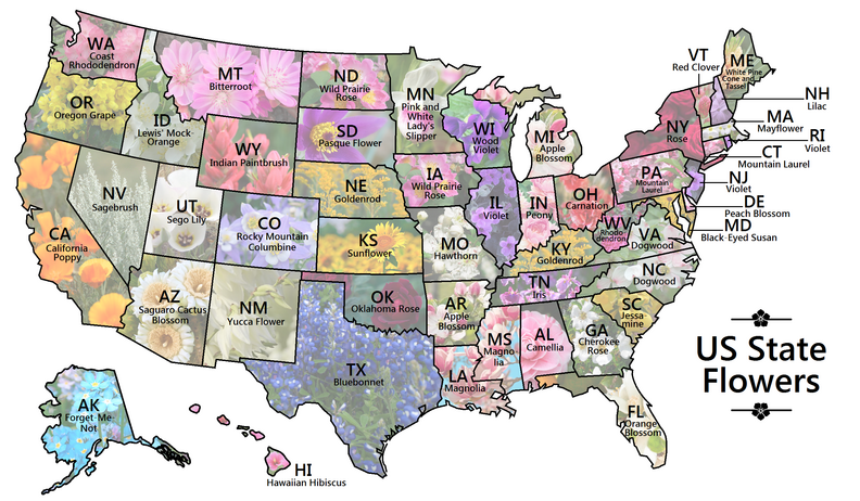 USA State Flower Map - Thrillist
