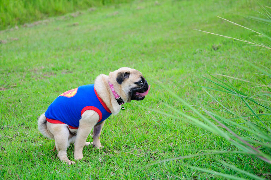 How to Poop: Tips for Better Bowel Movements - Thrillist