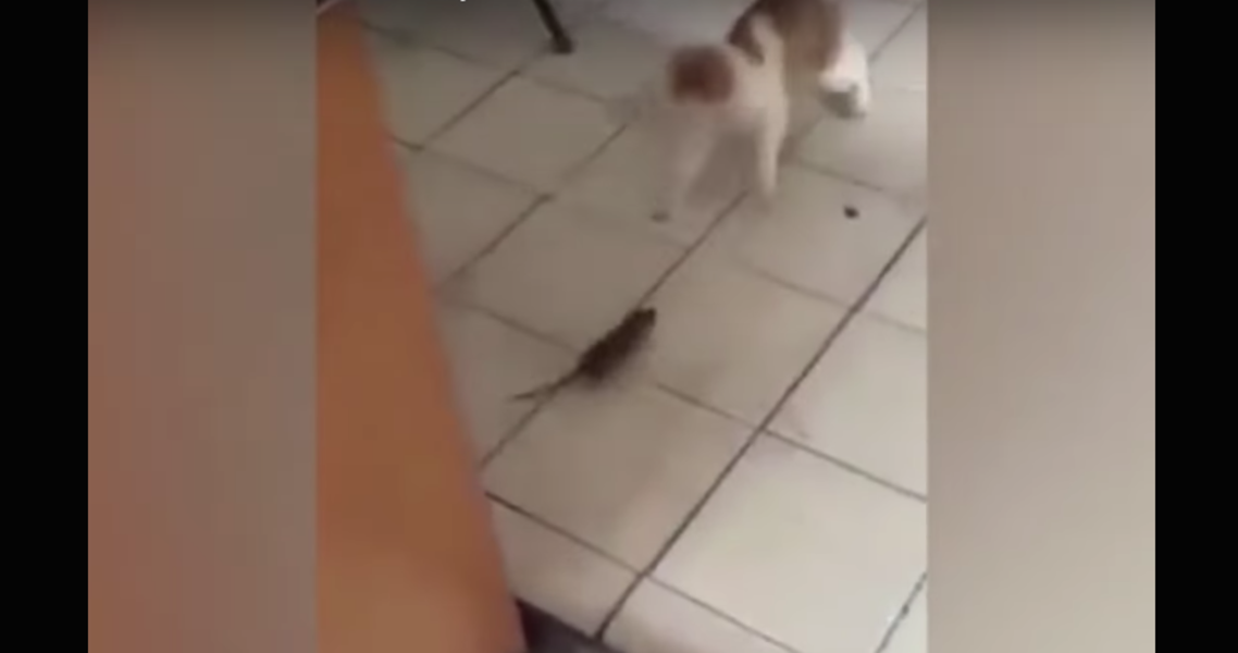 Rat Chases Cat Video Like Tom and Jerry Cartoon - Thrillist
