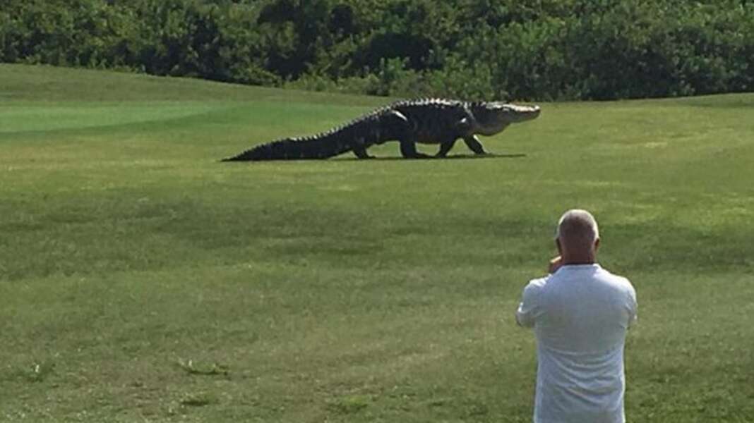 Alligator Spotted on Florida Golf Course is Massive - Thrillist
