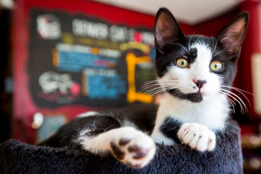 Cat Bar Opening in US - Denver Cat Company - Thrillist