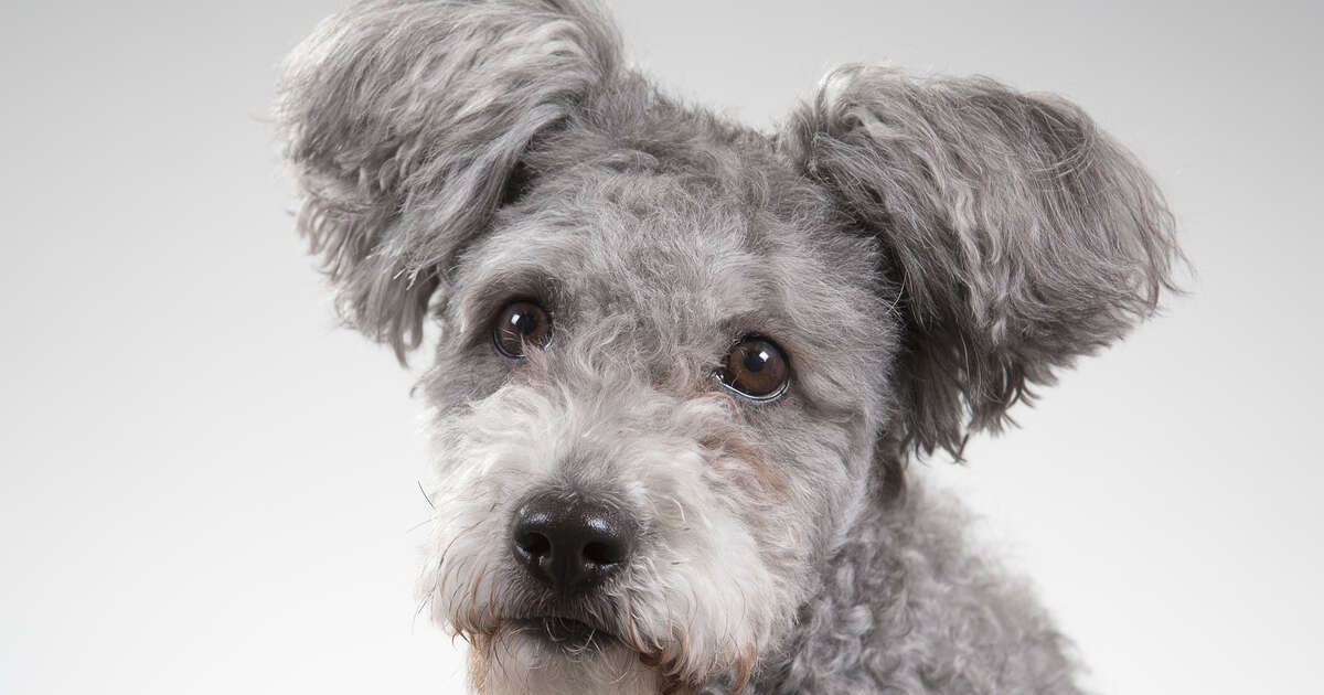 New Dog Breed Named by American Kennel Club - Pumi Dog - Thrillist