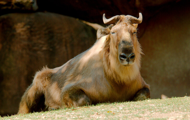 San Diego Zoo Animals, Ranked From Worst to Best - Thrillist