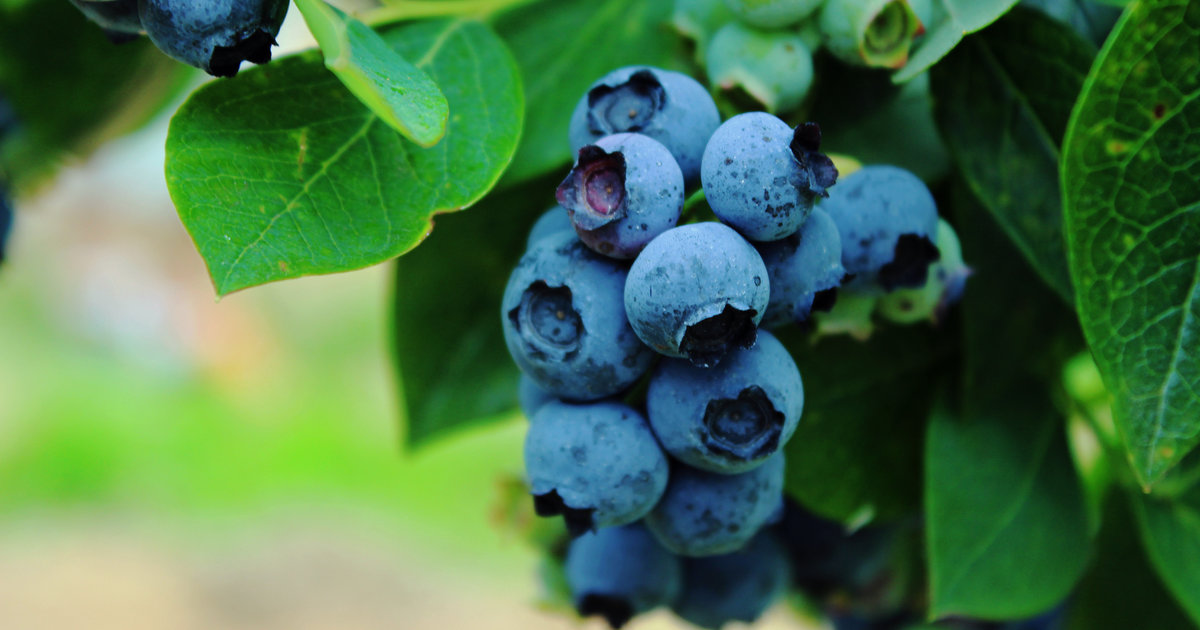 Blueberries Are Only 100 Years Old - Blueberry Nutrition & Facts ...
