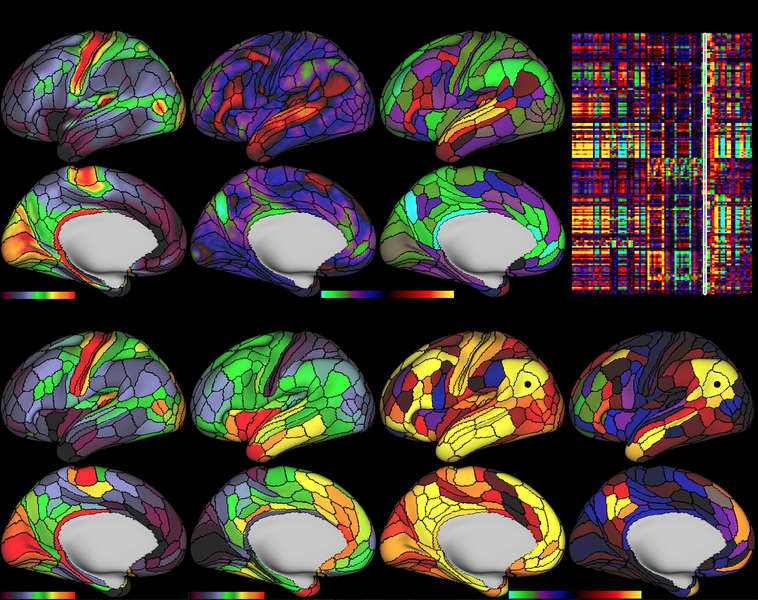 This Brain Map Is the Most Detailed One Yet - Thrillist