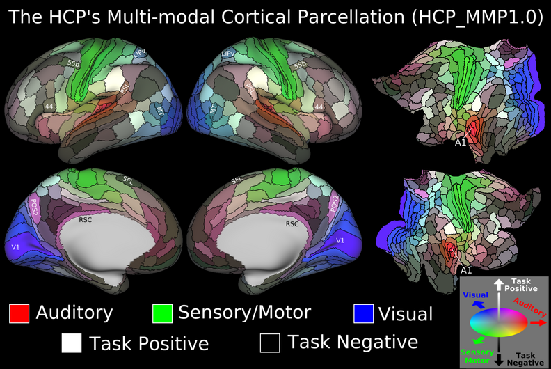 This Brain Map Is the Most Detailed One Yet - Thrillist
