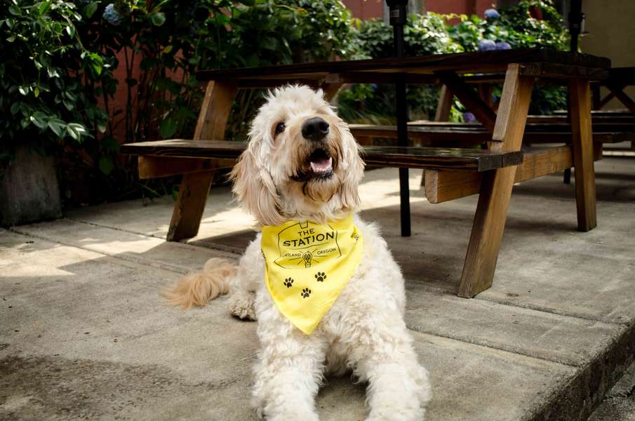 Dog Friendly Bars in Portland: Best Places to Drink With Your Dog ...