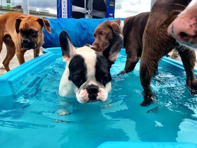 Sniff Dog Hotel: A Bar in Portland, OR - Thrillist