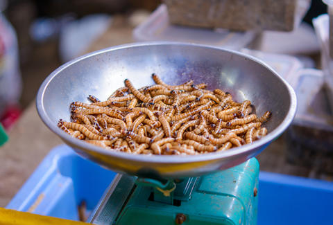 Maggots and Modern Medicine: Why They're Making a Comeback - Thrillist
