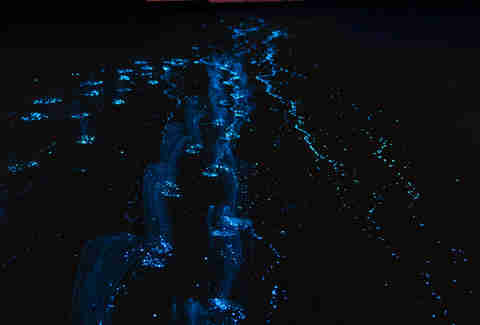 Best Places in the World to See Bioluminescent Sea Creatures - Thrillist