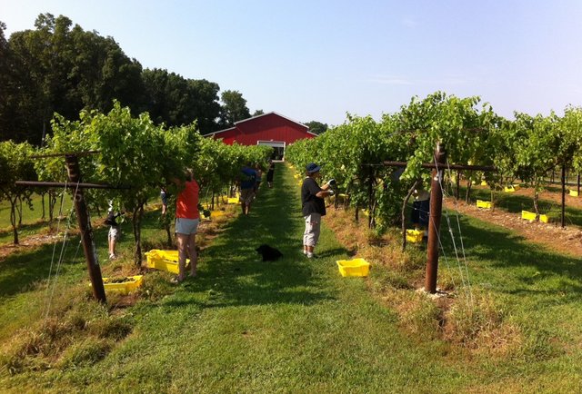 Best Wineries in and Around Nashville, TN - Thrillist